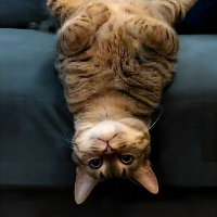 USDC to MUR, UpSideDownCat Price in MUR, Chart & Market Cap ...